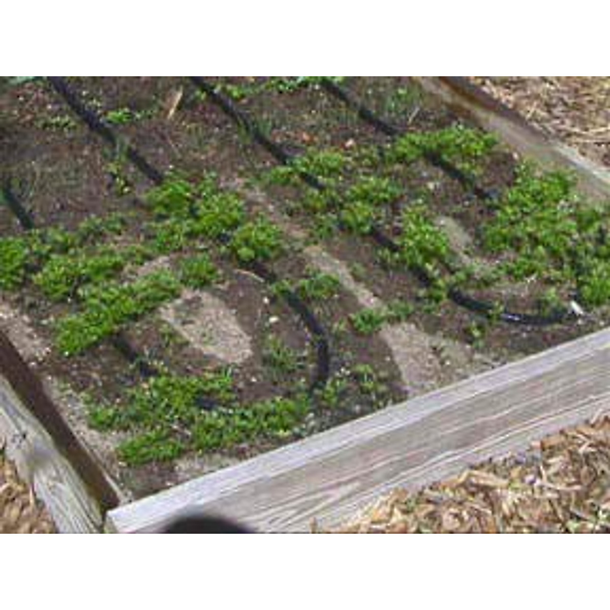 Rocky Mountain Goods Soaker Hose Flat 50 ft - Heavy Duty Double Layer Design - Saves 70% Water - Consistent Drip Throughout Hose - Leakproof Guarantee - Garden/Vegetable Safe