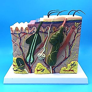 Learning Resources 70X Enlarged Human Skin Anatomical Model, Anatomically Accurate Skin Anatomy Model for Science Classroom Study Display Teaching Model