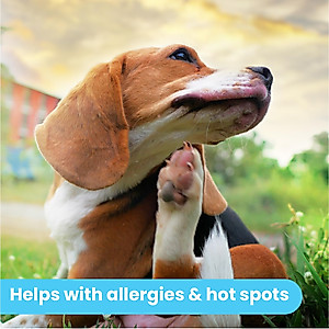 Pawtitas Itch Soother Dog Balm Relief from itching Skin, Flaky, Dry Coat, Hotspot, Rash and Damaged Skin Made with Organic Almond and Goldenseal Provide Instant Calmness for Your Travel Size 0.15 OZ