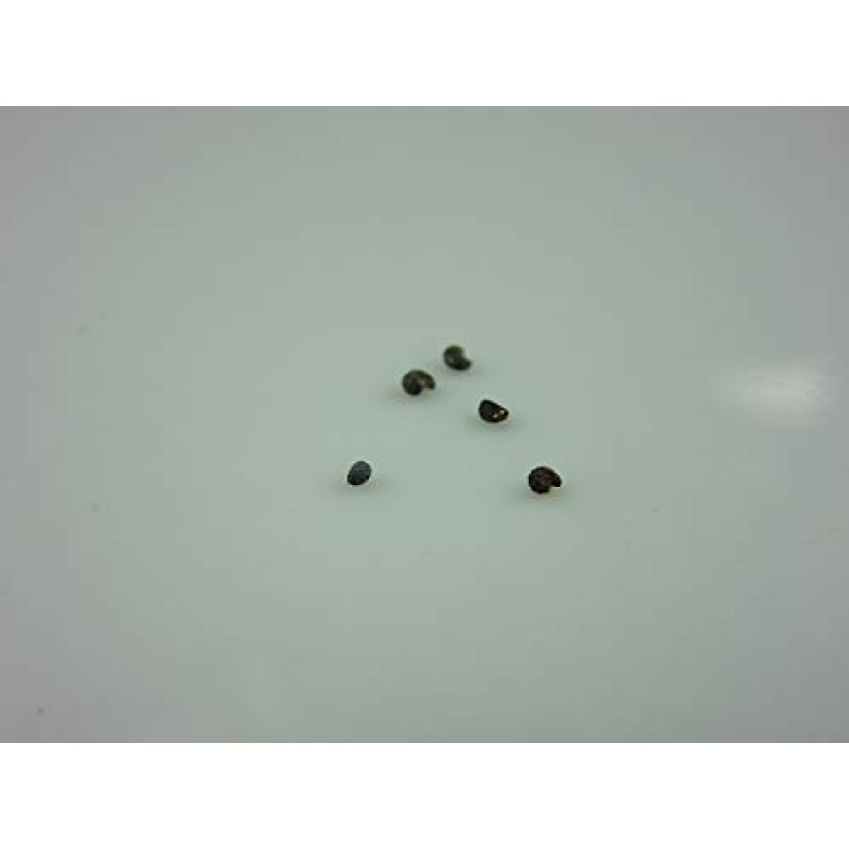 1151-Giant Red Barrel Cactus (ferocactus pilosus) Seeds by Robsrareandgiantseeds UPC0764425787808 Non-GMO,Organic,USA Grower,Bonsai,1151 Package of 5 Seeds