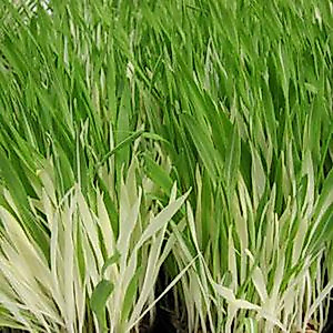 Outsidepride Hordeum Vulgare Cat Grass Variegated Ornamental Grass for Windowsill or Garden Bed - 500 Seeds