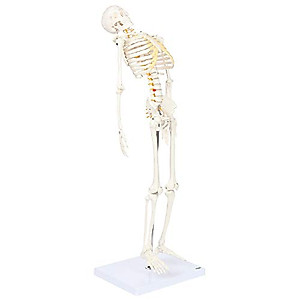 Axis Scientific Mini Human Flexible Skeleton Model with Stand, 34" Tall Skeleton Includes Flexible Spine and Removable Arms and Legs, a Stand and Base for Display and Demonstration,
