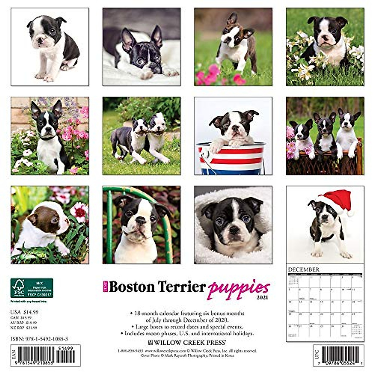 Just Boston Terrier Puppies 2021 Wall Calendar (Dog Breed Calendar)