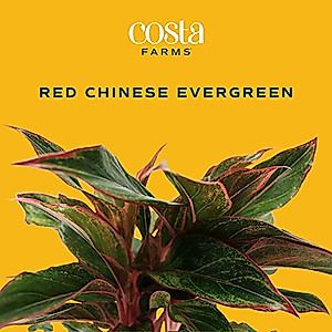 Costa Farms Chinese Evergreen, Live Indoor Plant, Potted in Potting Soil, Decorative Mother's Day Gift Wrap, Fresh From Our Farm, Tabletop, Desk, Office, Room Decor, 14-Inches Tall