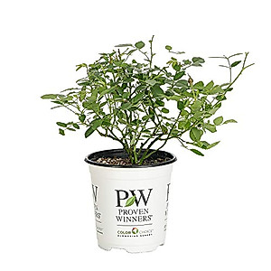 4.5 in. Quart OSO Easy Urban Legend Rose (Rosa) Live Plant, Red Flowers