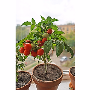 Dwarf Bush Cherry Tomatoes Seeds for Planting About 20 Seeds for Growing Indoors and Outdoors