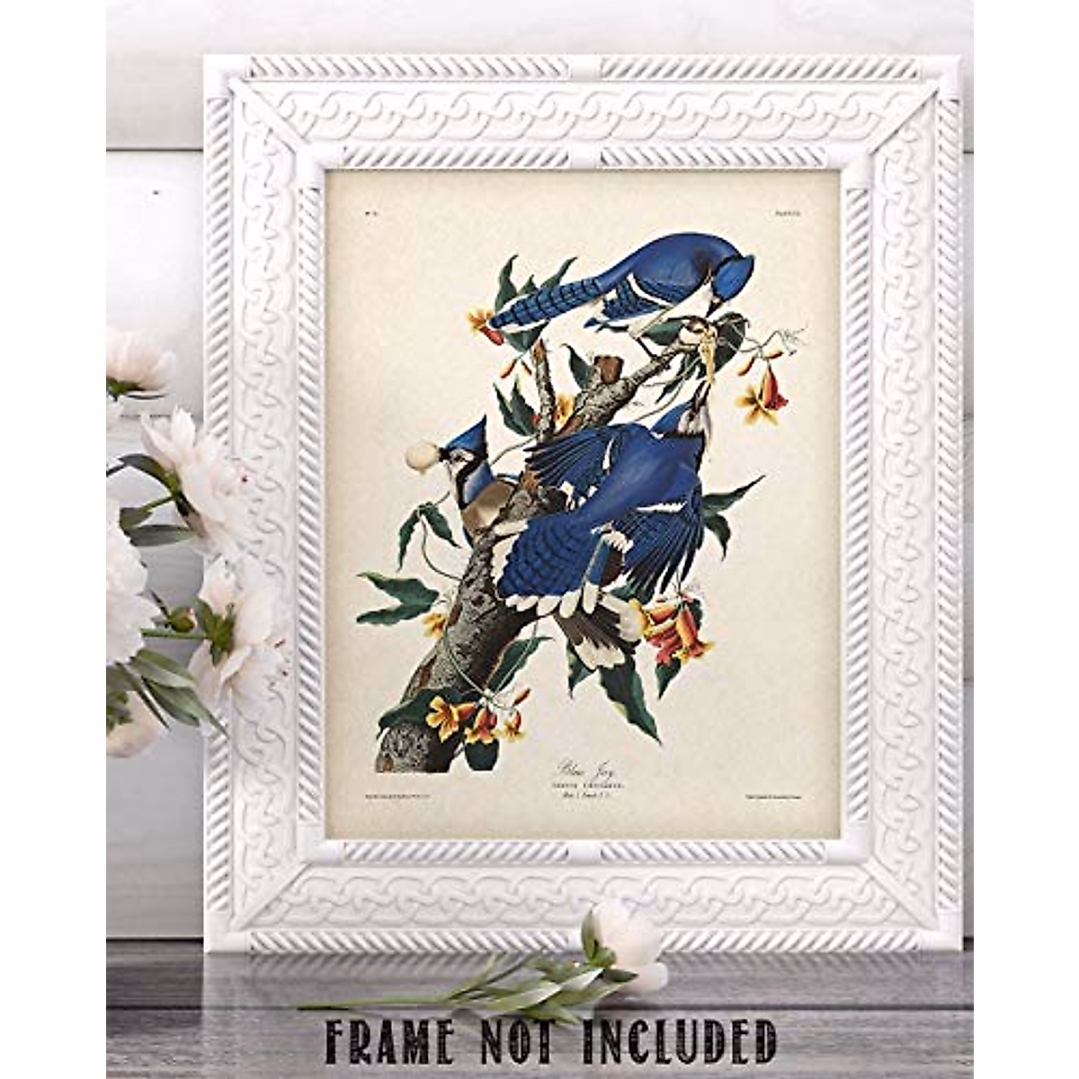 Blue Jays - 11x14 Unframed Art Print - Great Home Decor and a Great Gift for Bird Watchers Under $15