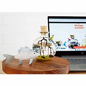 Shrimp Bubble Self-Sustaining Ecosystem - Natural. Contains Live Opae Ula Shrimp