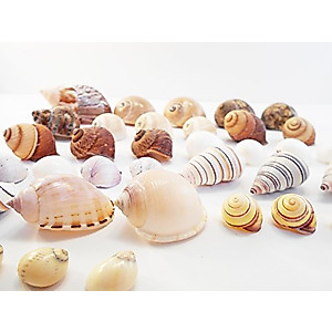 FSG - Select 35 Hermit Crab Shells Assorted Changing Seashells SMALL 1/2"-2" Size (opening size 1/4" - 1") Beautiful