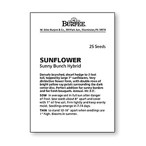 Burpee Sunny Bunch Sunflower Seeds 25 seeds