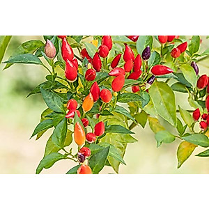 Zeoust Loife 200 Pcs Chile Pequin Pepper Seeds for Planting - Mini Tiny Chile Chili Peppers Non-GMO Seeds to Plant Home Garden (Chile Pequin Pepper)