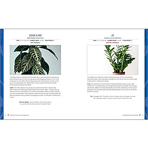 Houseplants for Beginners: A Practical Guide to Choosing, Growing, and Helping Your Plants Thrive