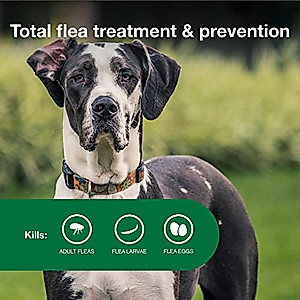 Advantage II XL Dog Vet-Recommended Flea Treatment & Prevention | Dogs Over 55 lbs. | 6-Month Supply