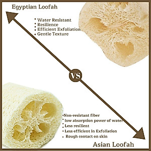 NileCart Egyptian Loofah Sponges Natural Exfoliating Body Wash Gourd, Loofah Bath Sponges for Skincare, Exfoliating Back Scrubber (One Whole Loofah 22")