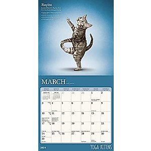 Yoga Kittens OFFICIAL | 2024 7 x 14 Inch Monthly Mini Wall Calendar | BrownTrout | Animals Humor Cats Feline