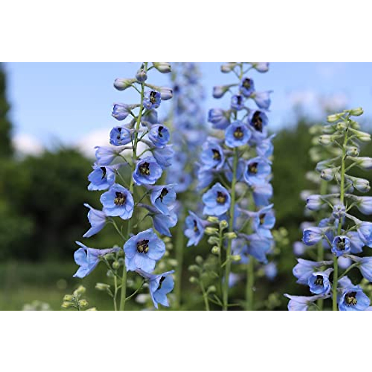 Larkspur Rocket Light Blue Flower Seeds, 250+ Seeds Per Packet, (Isla's Garden Seeds), Non GMO & Heirloom Seeds, Botanical Name: Consolida ajacis, Great Home Garden Gift