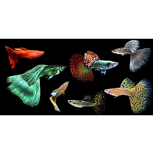 Live Guppies - Guppy Pair (2) Pack Assorted Color Live Aquarium Guppy Fish - 1 Male, 1 Female