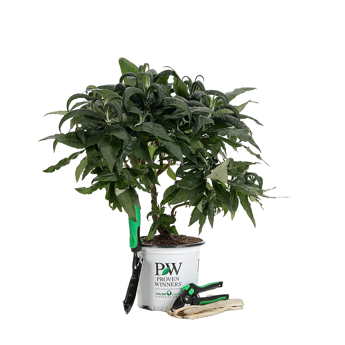 Proven Winners BUDPRC1446101 Pugster Amethyst Live Shrub 1 Gallon Purple