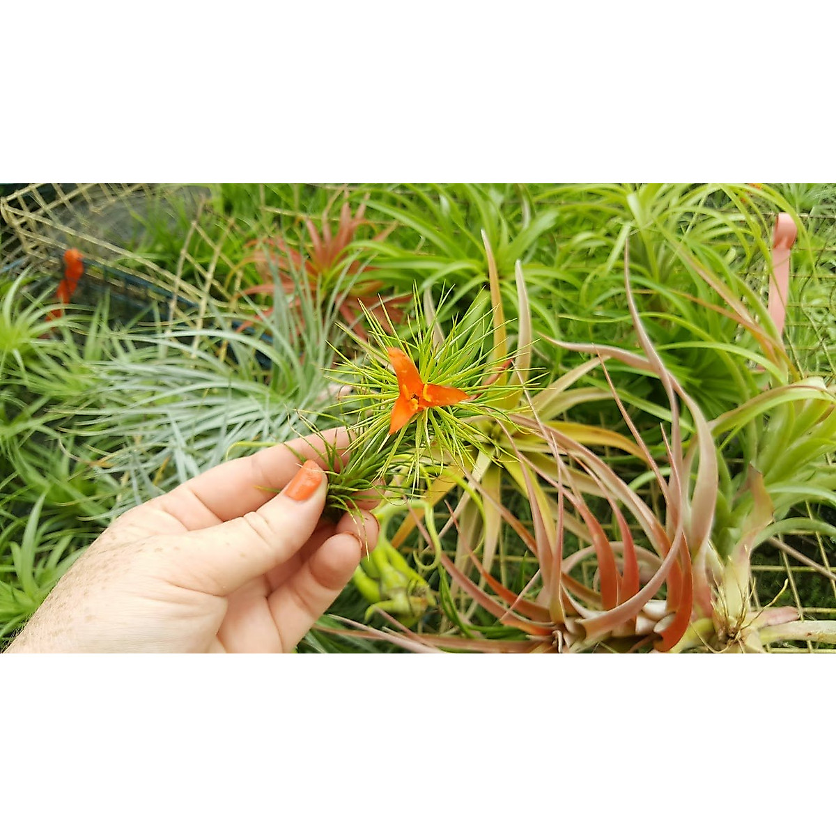 The Drunken Gnome Funkiana Air Plant Pack Tillandsia Live Easy Flowering Houseplants for Indoor Garden Office or Terrarium Choose 3 Pack 5 Pack or 10 Pack Sizes Small to Large (3 Pack)