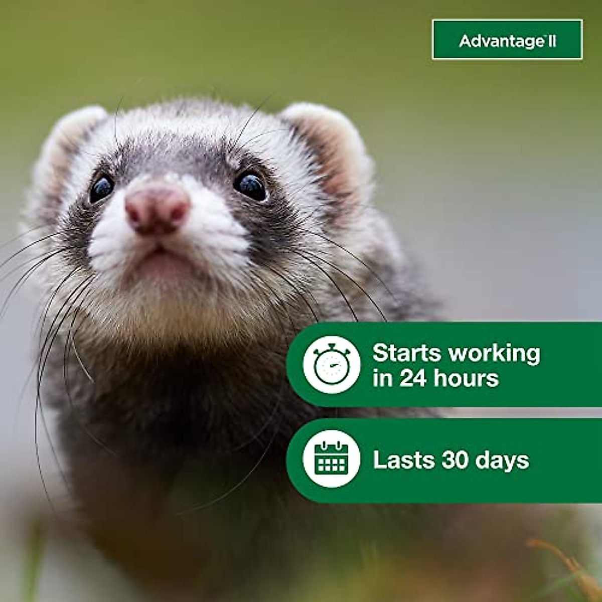 Advantage II Ferret Vet-Recommended Flea Treatment & Prevention | Ferret 1+ lbs. | 2-Month Supply