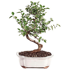 Brussel's Bonsai Live Chinese Sweet Plum Indoor Bonsai Tree - 5 Years Old 6" to 10" Tall with Decorative Container,