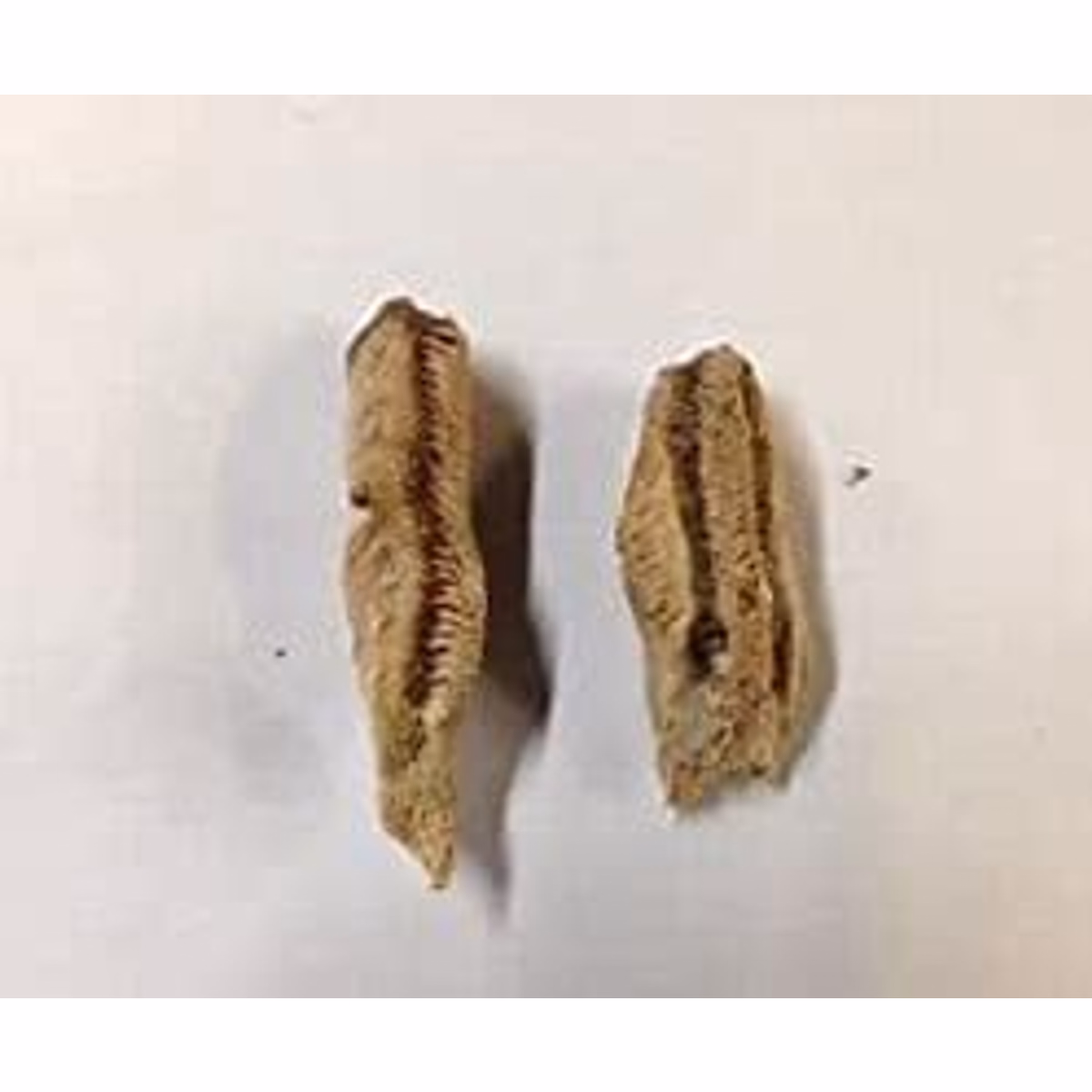 1 - Carolina Praying Mantis Egg Case - Collected in USA. - Garden and Greenhouse Bug Eaters