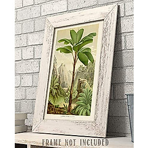 Verschaffeltia Splendida Palm Botanical Illustration - 11x14 Unframed Art Print - Makes a Great Wall Decor for Bathrooms and Bedrooms Under $15
