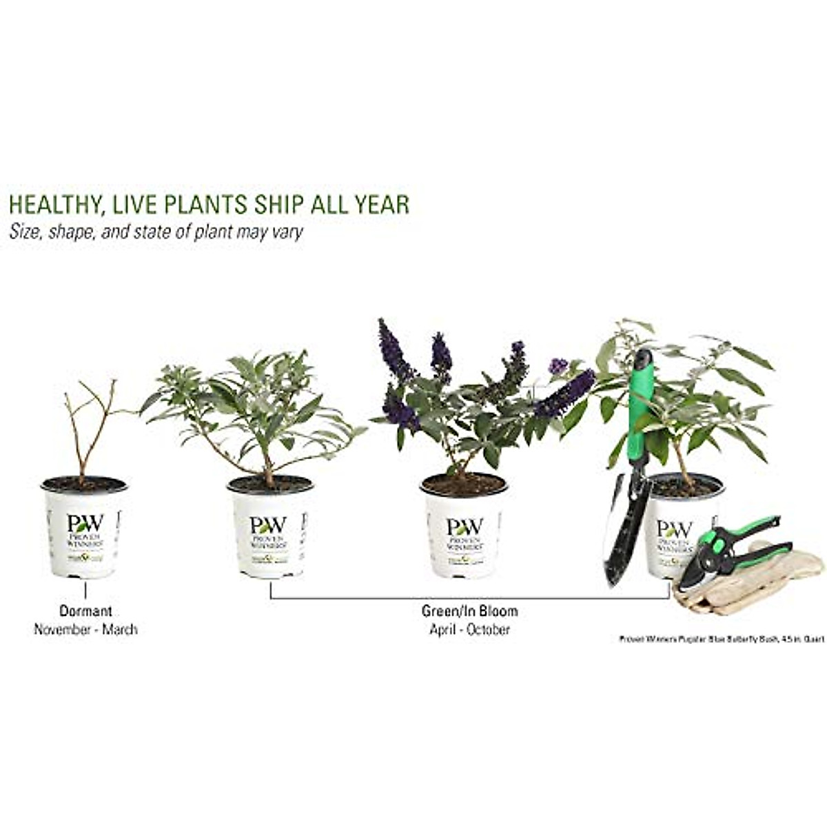 Pugster Blue Butterfly Bush (Buddleia) Live Shrub, Blue Flowers, 4.5 in. Quart