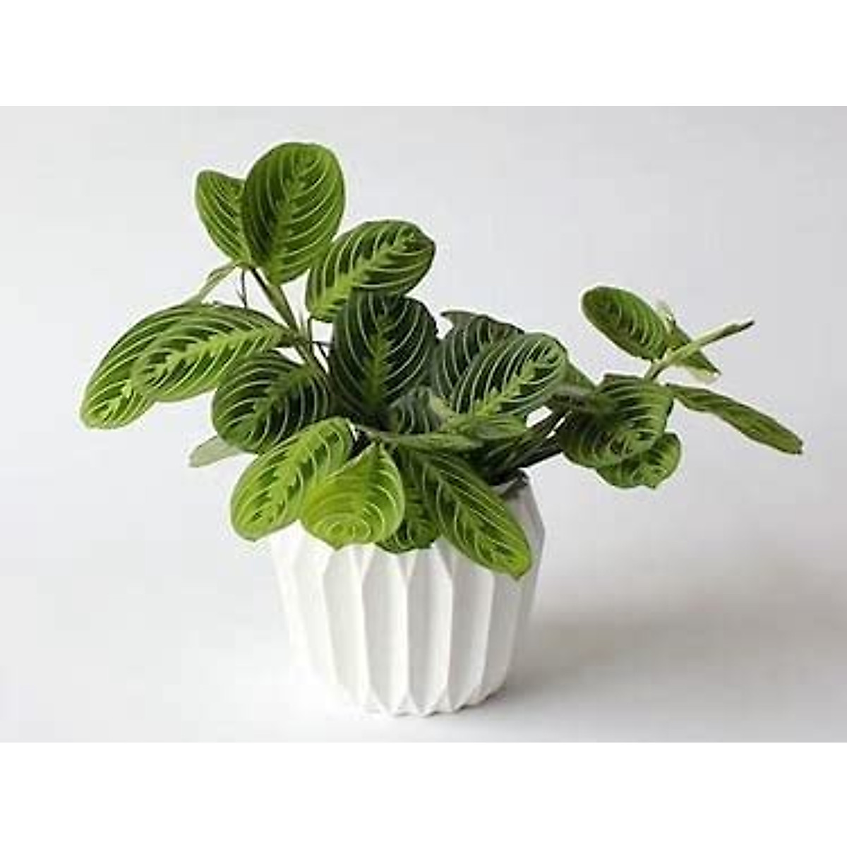 Hopewind Plants Shop- Lemon Lime Prayer Plant, Lemon Lime Maranta, Popular and Attractive houseplant, Gorgeous Live Indoor Plant, Easy to Care and Rare Variety Green Thumbs Up 4 inch Pot