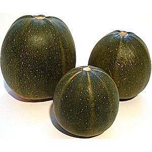 Tatume Squash Seeds for Planting, 30+ Heirloom Seeds Per Packet, (Isla's Garden Seeds), Non GMO Seeds, Botanical Name: Cucurbita Pepo