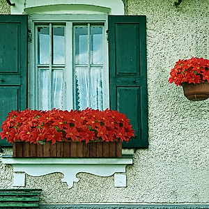 Sggvecsy Artificial Poinsettia Bouquet 7 Heads 5 Pack 15’’ Velvet Poinsettia Bush Christmas Flowers for Porch Home Garden Indoor Outdoor Xmas Decorations (Red)