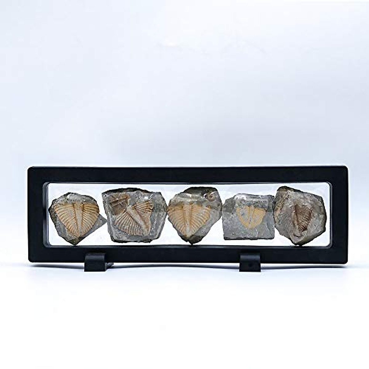 Set of 5 Authentic Arthropod Real Trilobite Tail Fossil Rocks Kit Come 450 Million Years ago for Collections and Education
