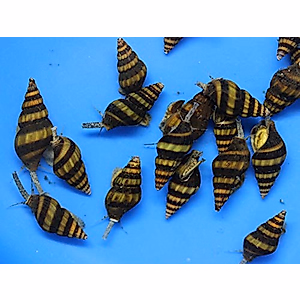 (10) Pack of Assassin Snails Live for Aquarium Pond or Fish Tank