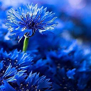Outsidepride Cornflower AKA Bachelor's Button Wildflower Seeds for The Cut Garden - 1 LB