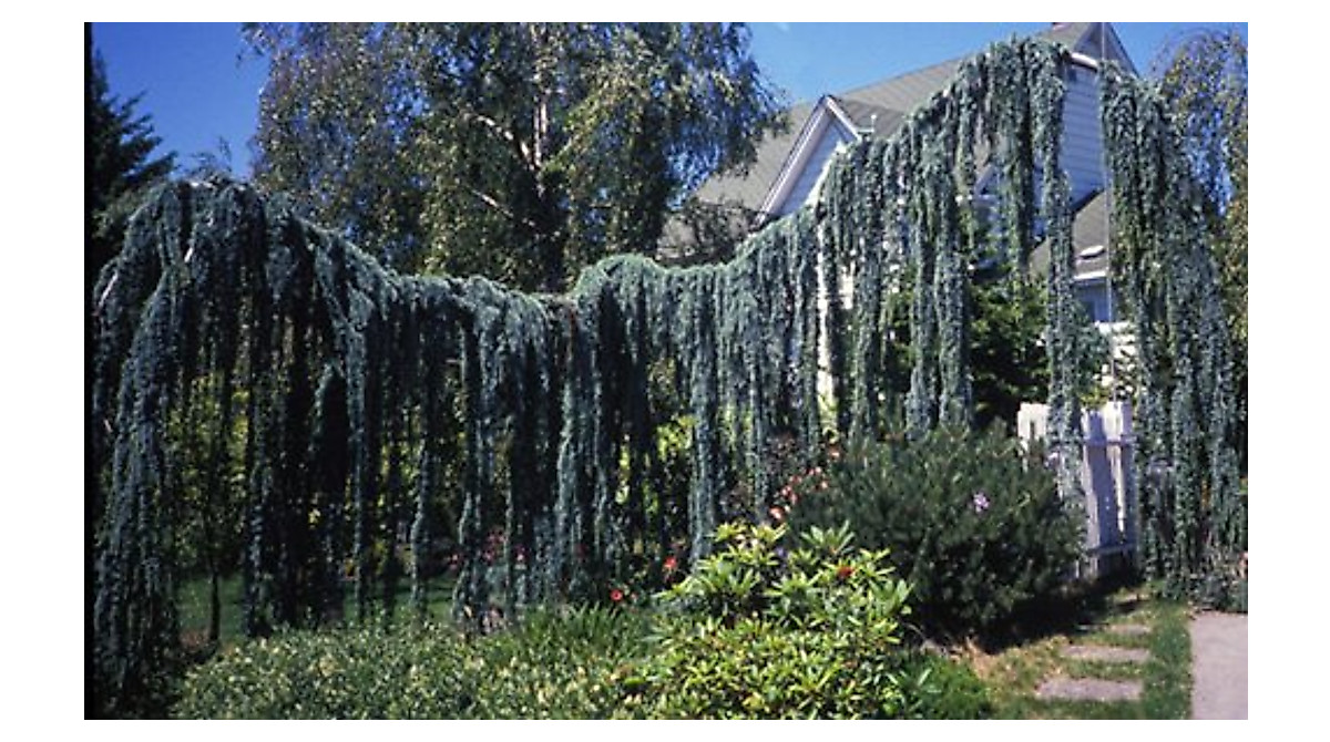Weeping Blue Atlas Cedar 3-Year Live Tree - Elegant Evergreen for Gardens