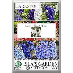 White Larkspur Rocket Flower Seeds for Planting, 250+ Seeds Per Packet, (Isla's Garden Seeds), Non GMO & Heirloom Seeds, Botanical Name: Delphinium Consolida, Great Home Garden Gift