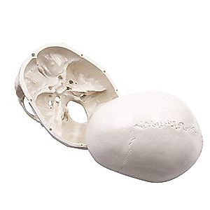 3-Part Human Skull Model - Life Size Removable Medical Detailed Anatomical Adult Head Bone