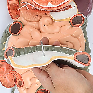 Axis Scientific Human Digestive System Model | Half Life-Size Digestive System Displays Opened Organs | Includes GI-Tract and Colon | Includes Product Manual