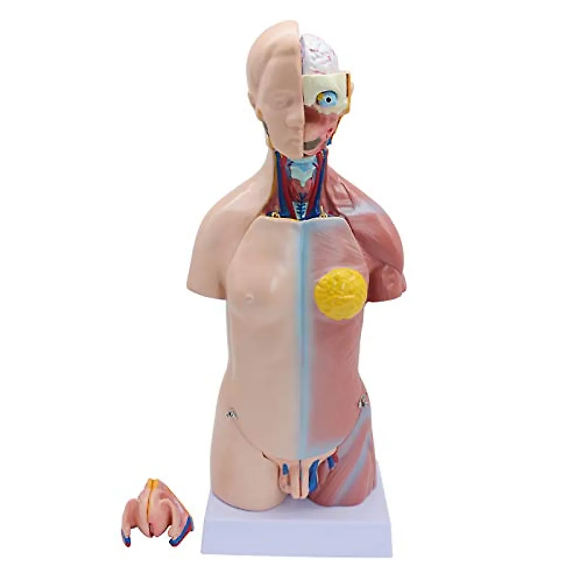 Human Torso Body Model Anatomy Anatomical Medical Internal Organs for Teaching 28CM Torso Human Torso Model with Internal Organs - for Study Teaching