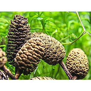Aquatic Arts 50 Alder Cones | Shrimp Aquarium Decorations |pH Reducer & Buffering Water Treatment |Freshwater Fish Tank Supplies/Accessories