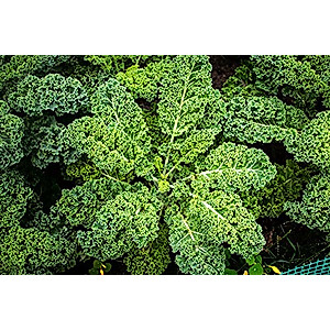 Dwarf Siberian Kale Seeds for Planting, 500+ Heirloom Seeds Per Packet, (Isla's Garden Seeds), Non GMO Seeds, Botanical Name: Brassica oleracea, Great Home Garden Gift