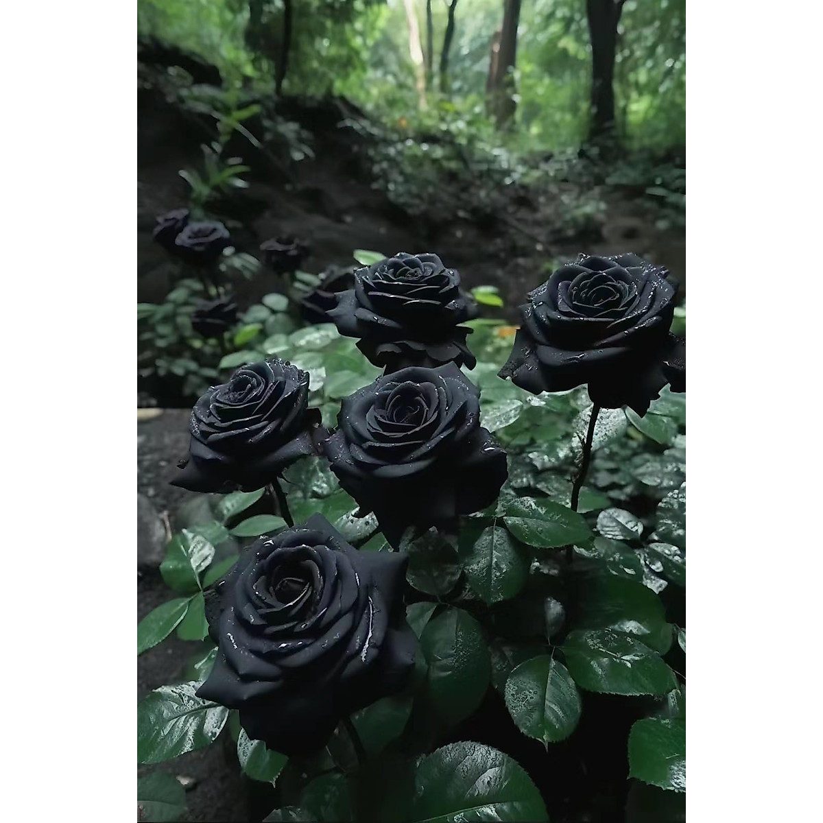 Rare Black Rose Seeds for Planting, Heirloom, No-GMO 200+ Beautiful Flower Seeds Home Garden Bonsai