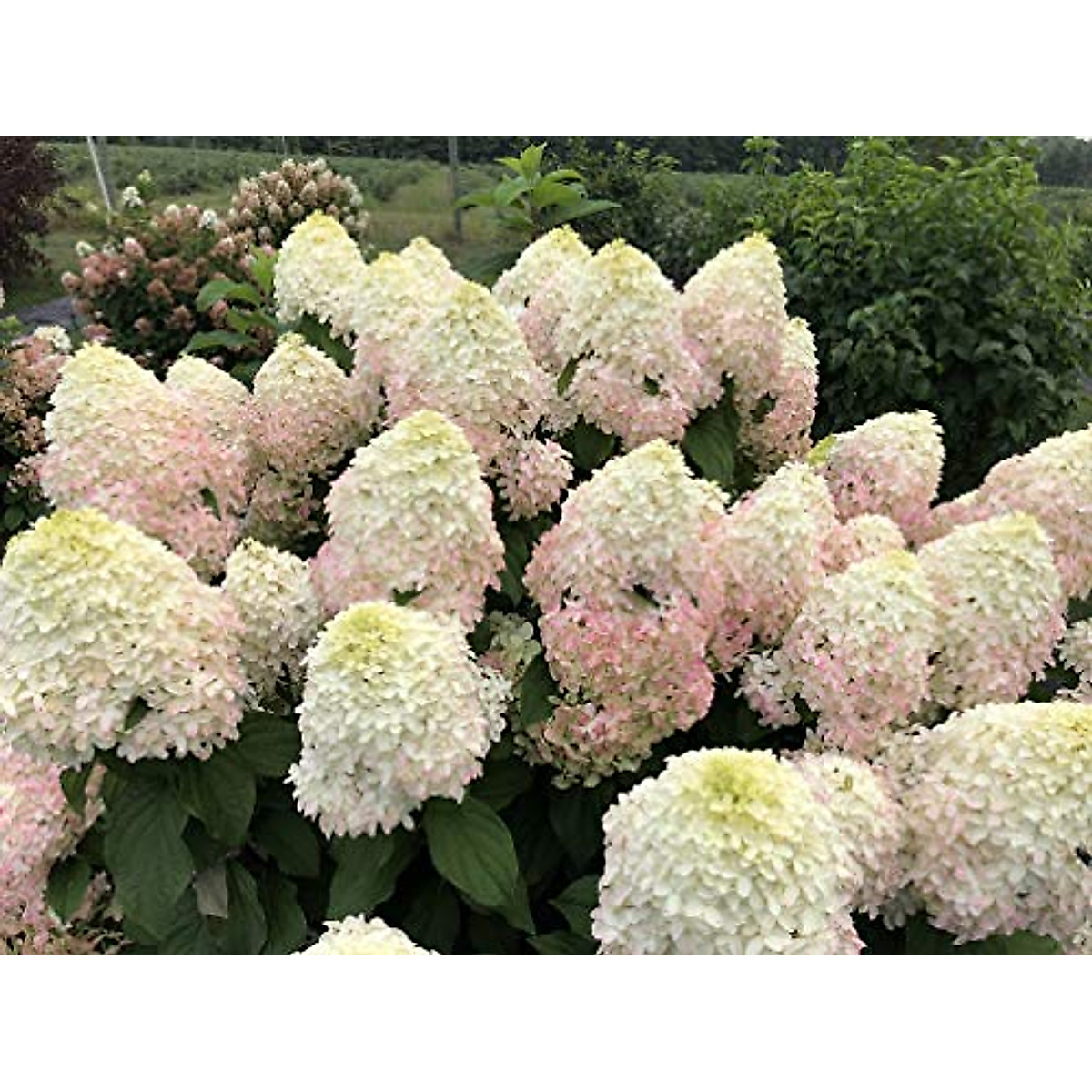 4.5 in. Qt. Quick Fire 'Fab' Hydrangea, Live Plant, White and Pink Flowers