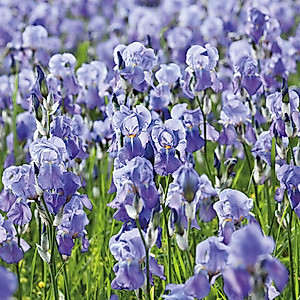 Weleda Hydrating Night Face Cream, 1 Fluid Ounce, Plant Rich Moisturizer with Iris Root, Calendula and Chamomile