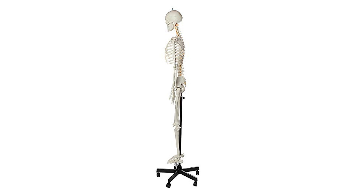 Flexible Life-Size Skeleton Model - Detailed Human Anatomy for Education