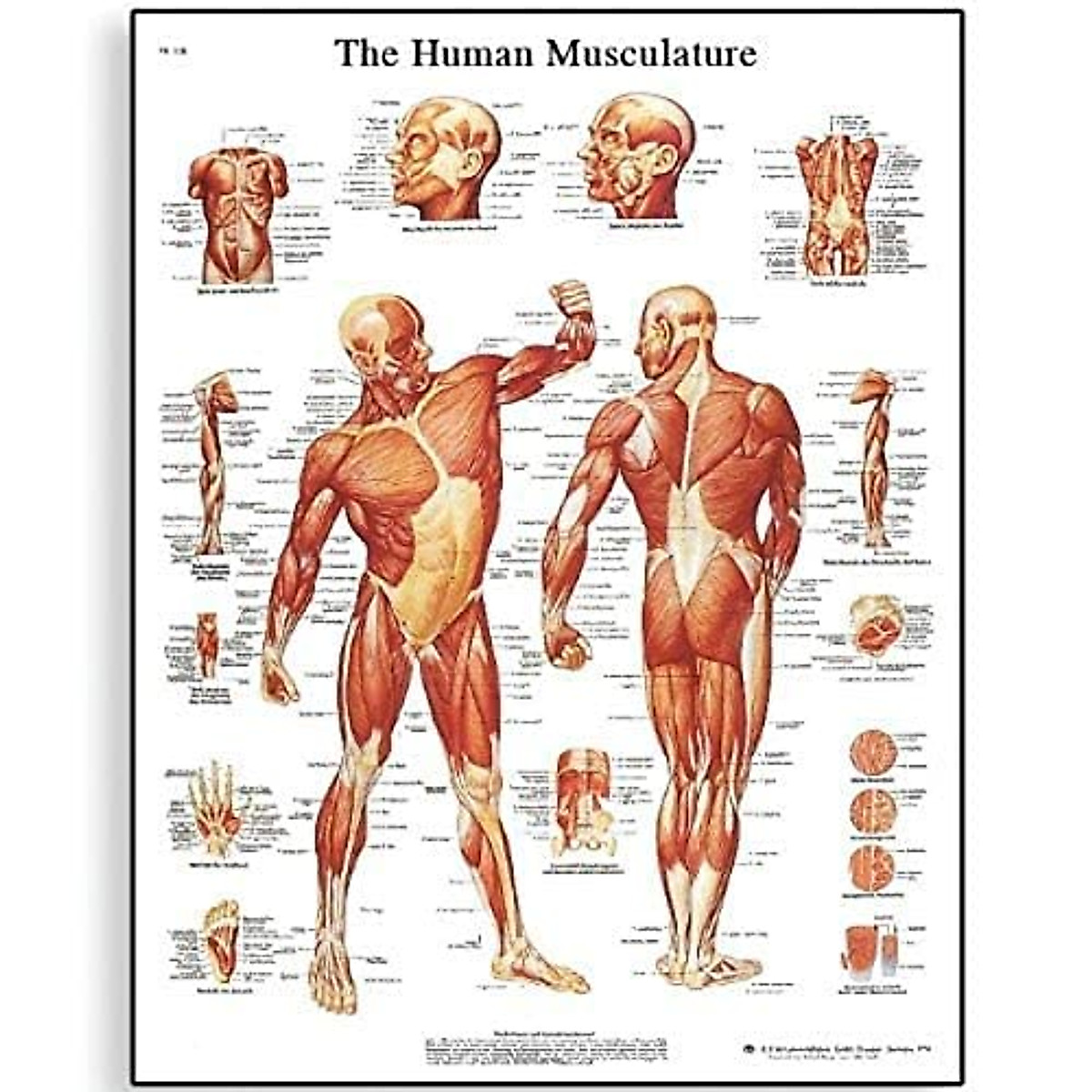 3B Scientific VR1118UU Glossy Paper Human Muscle Anatomical Chart, Poster Size 20" Width x 26" Height
