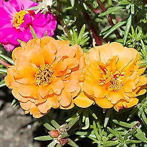 Moss Rose Seeds Portulaca Grandiflora Seeds Showy Drought Tolerant Beds Boreder Edging Ground Covers Patio Containers Rock Garden 500Pcs Annual Flower Seeds by YEGAOL Garden