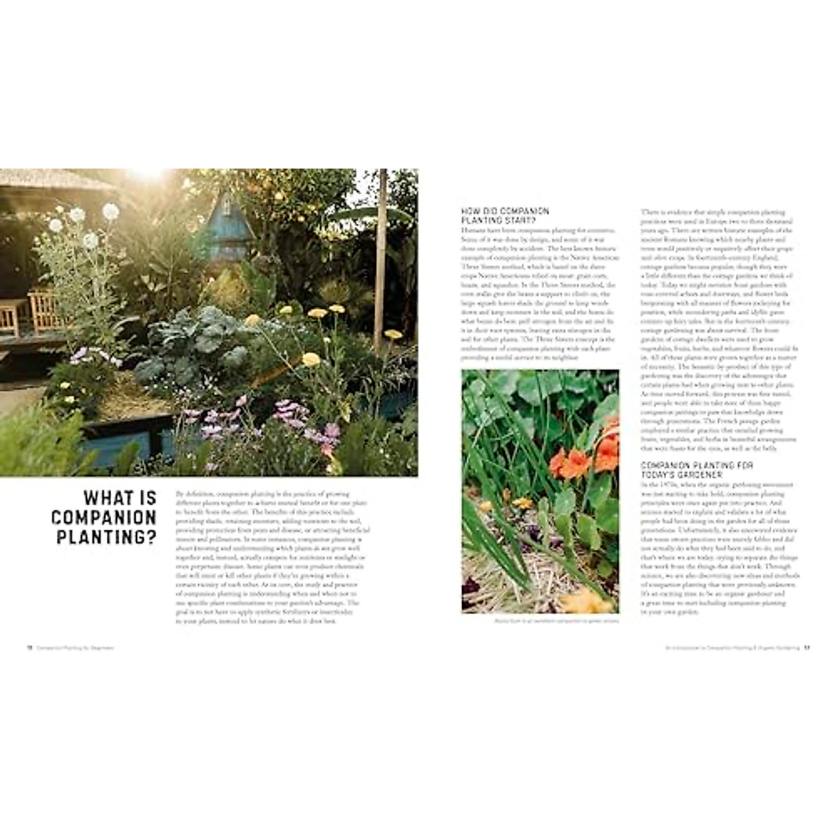 Companion Planting for Beginners: Pair Your Plants for a Bountiful, Chemical-Free Vegetable Garden