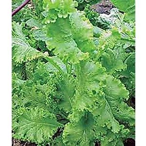 Mustard Greens Seed, Southern Giant, Heirloom, Non GMO, 25+ Seeds