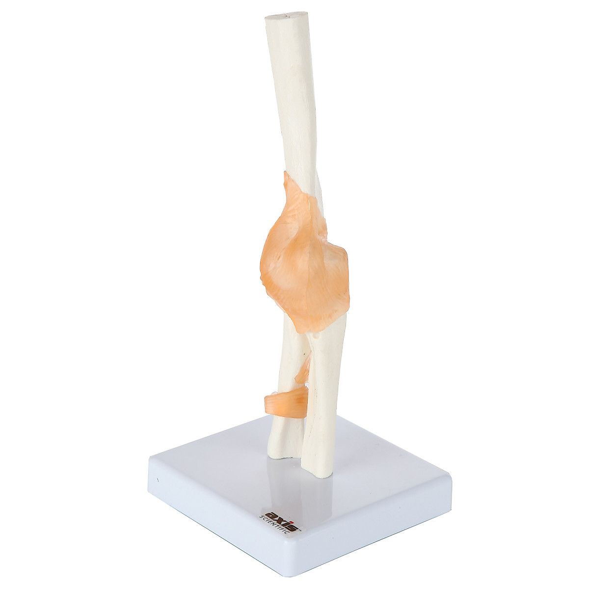 Axis Scientific Flexible Elbow Model, Life-Size Flexible Elbow Joint with Realistic and Soft Ligament Anatomy, Includes Base for Display and Interaction, Detailed Product Manual